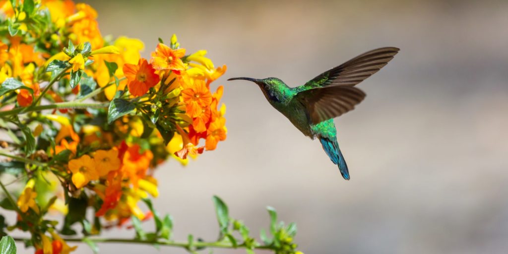 Google’s Hummingbird: A new strategy for perfect search results on Google